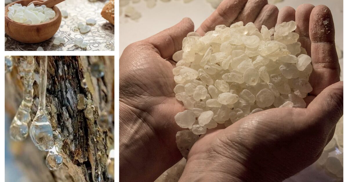 Sip, Savor and Learn: Uncover the Enigmatic Elegance of Mastiha of ...